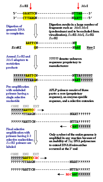 Pengertian dan Jenis Marka (Penanda) Molekuler - Biologizone