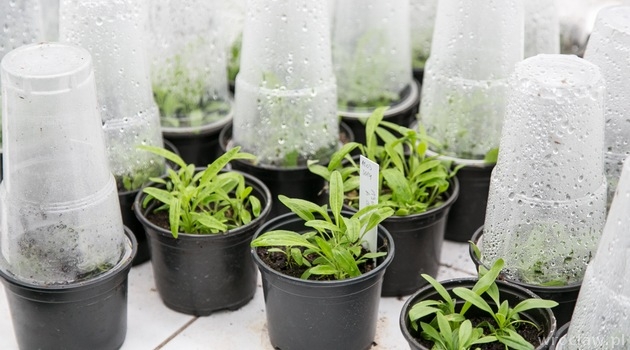 Learningbotanist.in: BASICS & PROCEDURES OF PLANT TISSUE CULTURE TECHNIQUES