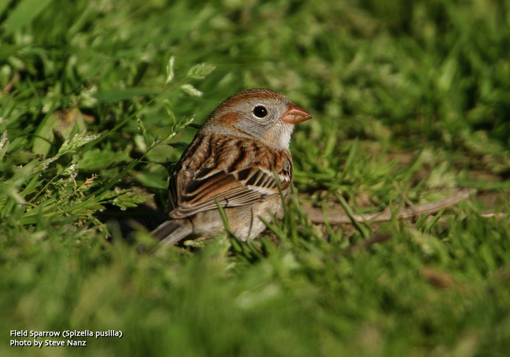 The City Birder: Migration Ramping up at Green-Wood Cemetery