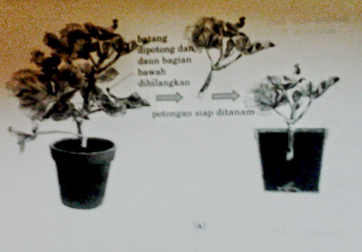 Setek | Lihat Kebun Ku