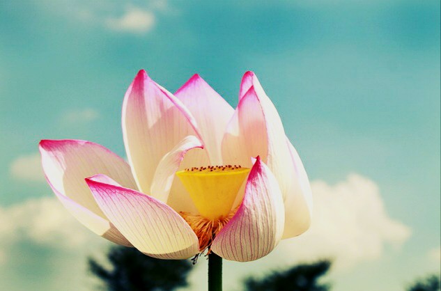 Gambar Bunga Teratai Yang Cantik | Kumpulan Gambar