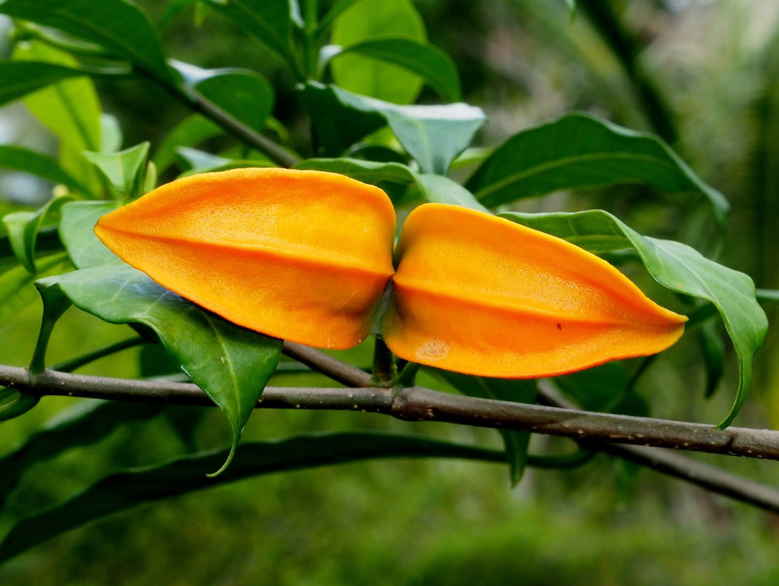 Pure Oxygen Generators: Endemic Plant Pandakaki
