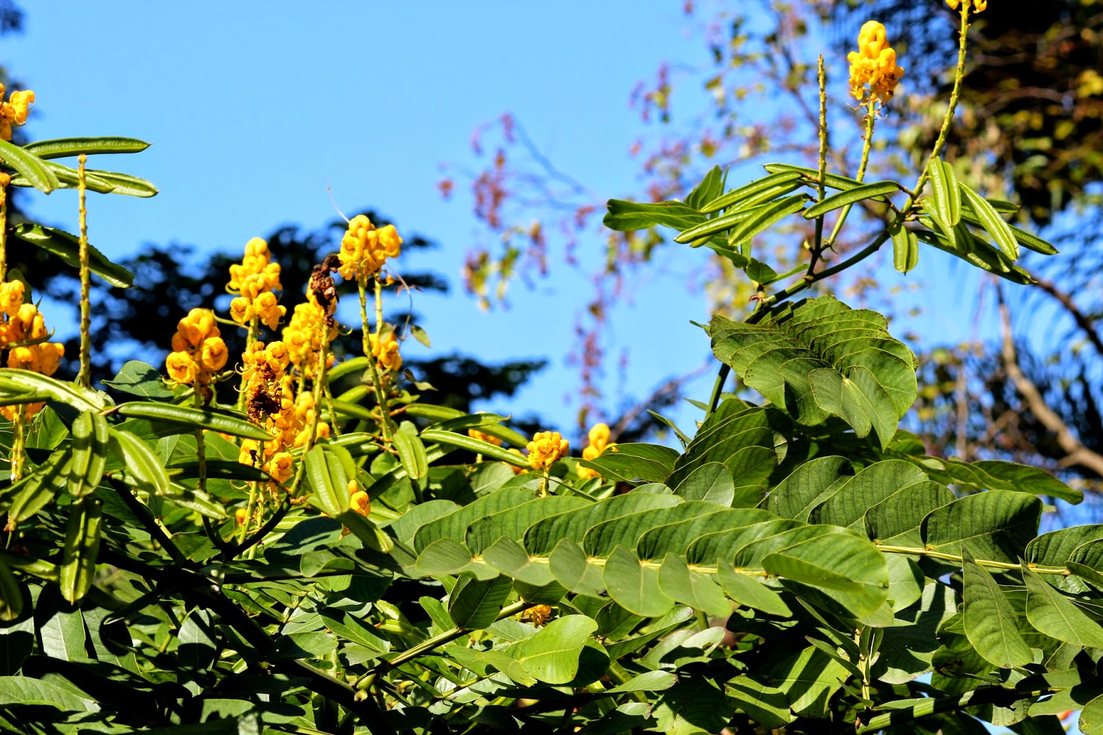 Uma flor por dia: Cassia-alata