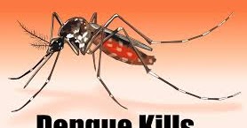 How can dengue fever be prevented? ~ Say No to Dengue with Ague Nil ...