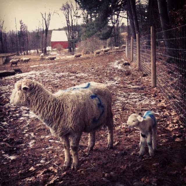 Getting Stitched on the Farm: Beginning Again + Thoughts of Spring?