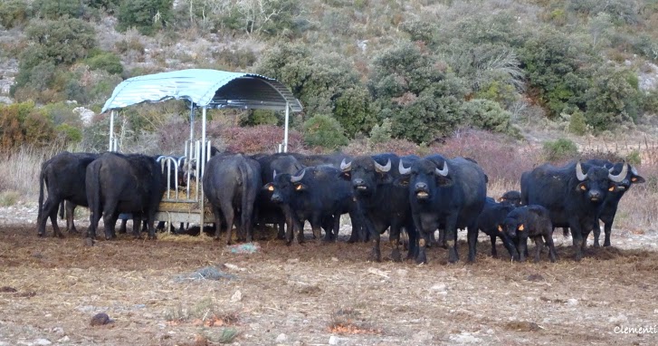 Le blog de Clementine: Elevage de bufflonnes par une famille italienne ...