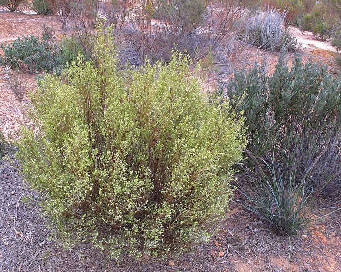 Esperance Wildflowers: Olax benthamiana - Olacaceae