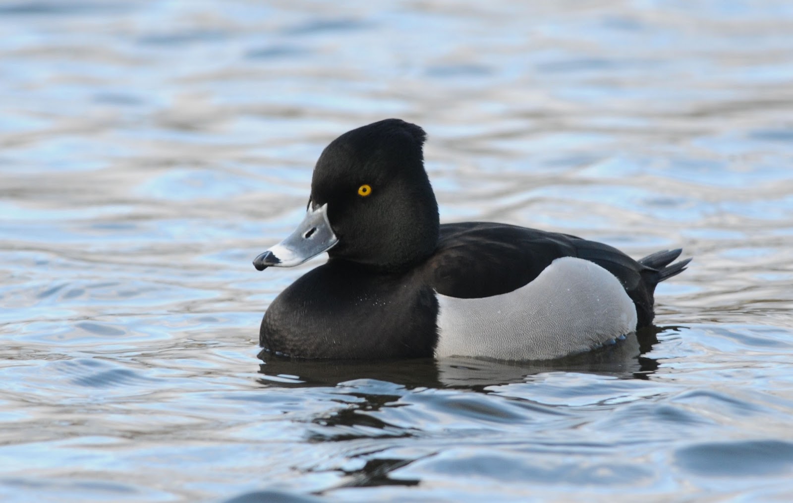Bill's Birding: Ring-necked Duck... that was not