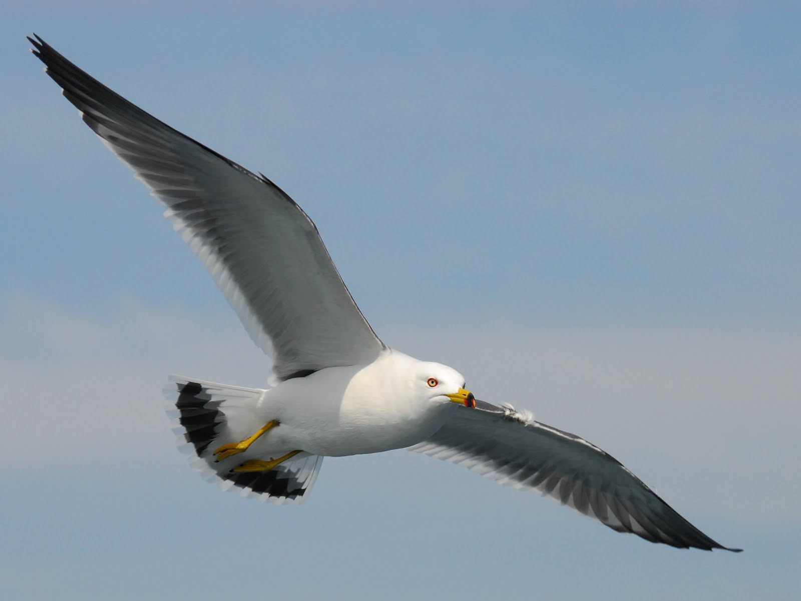 Sea Gull Bird Review | Animals Blog