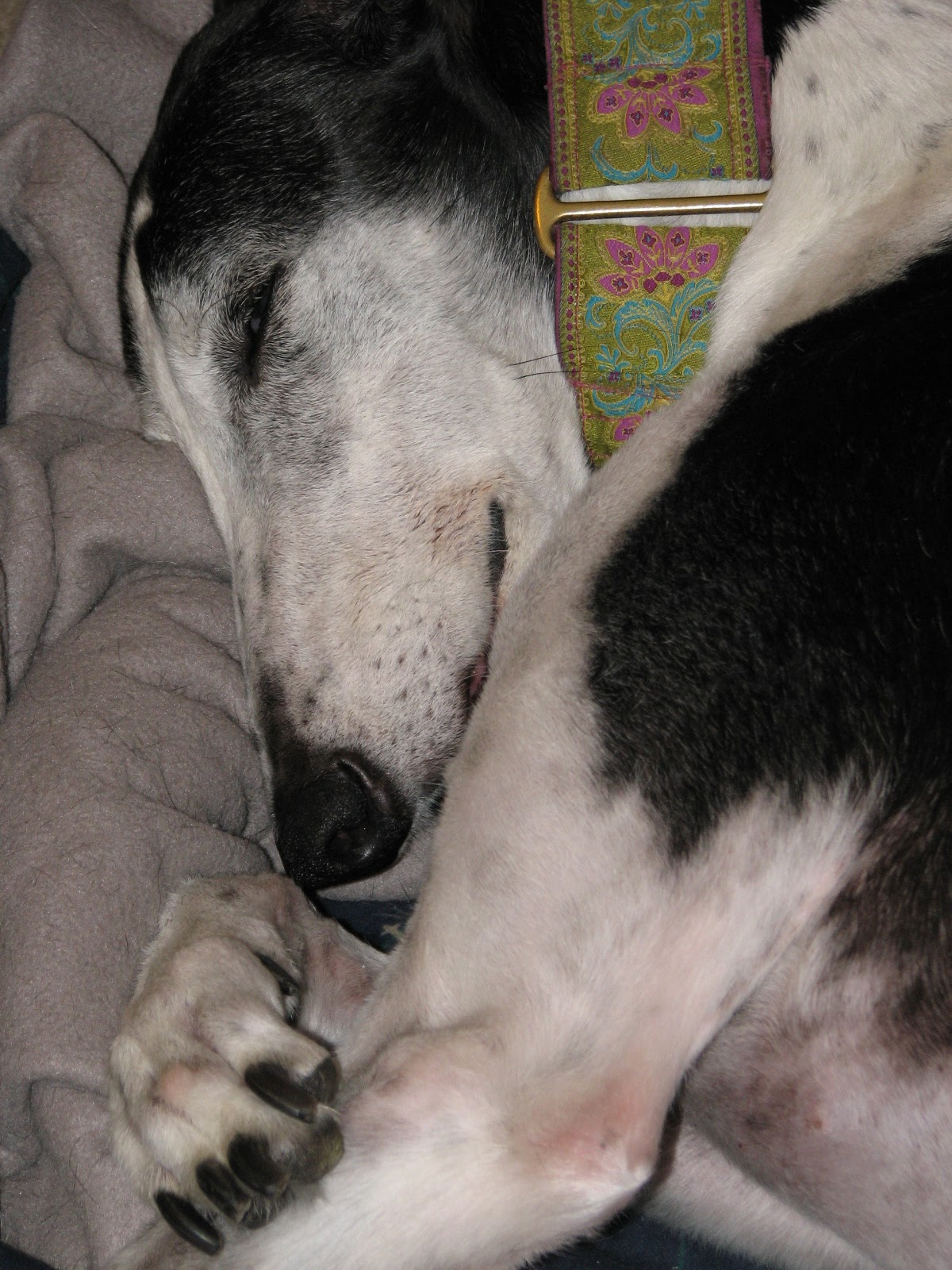 Northern Lights Greyhound Adoption Dog Blog: NLGA Photo Roundup ...