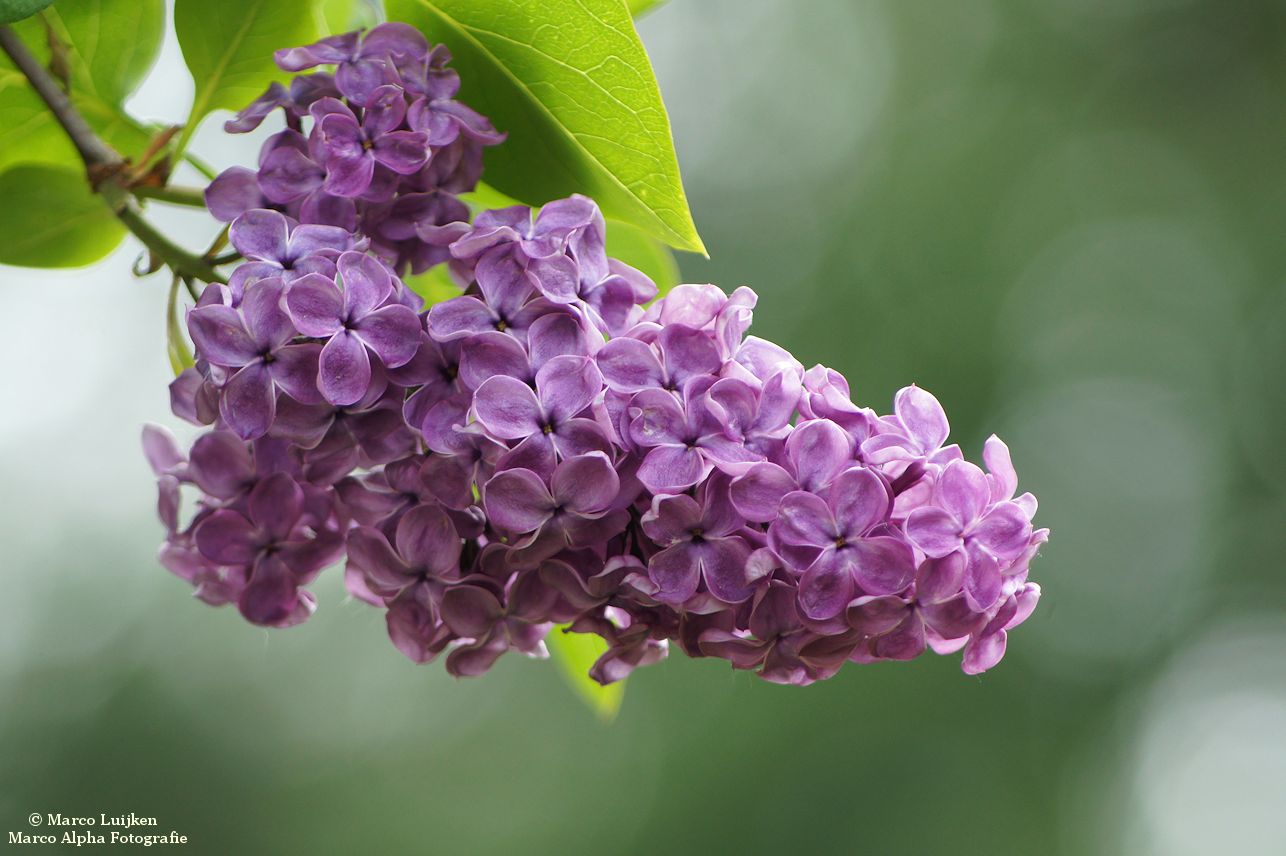 Sering Witte Bloemen - Bloemen