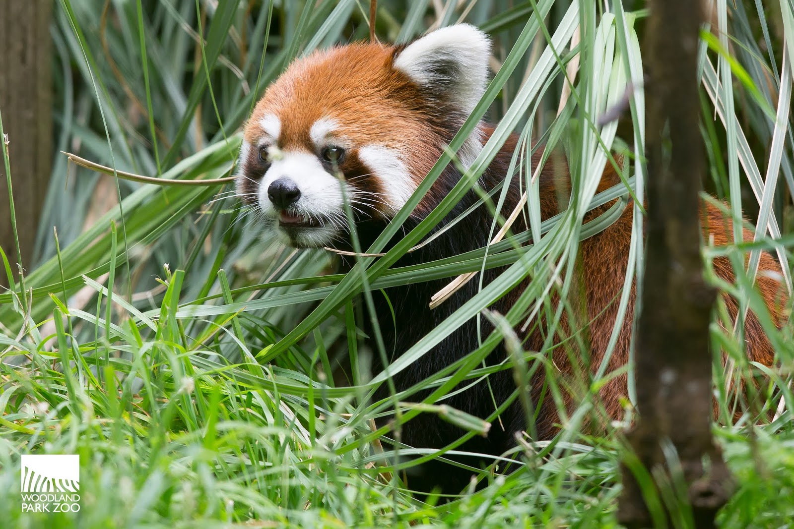 Celebrating birth of red panda twins!