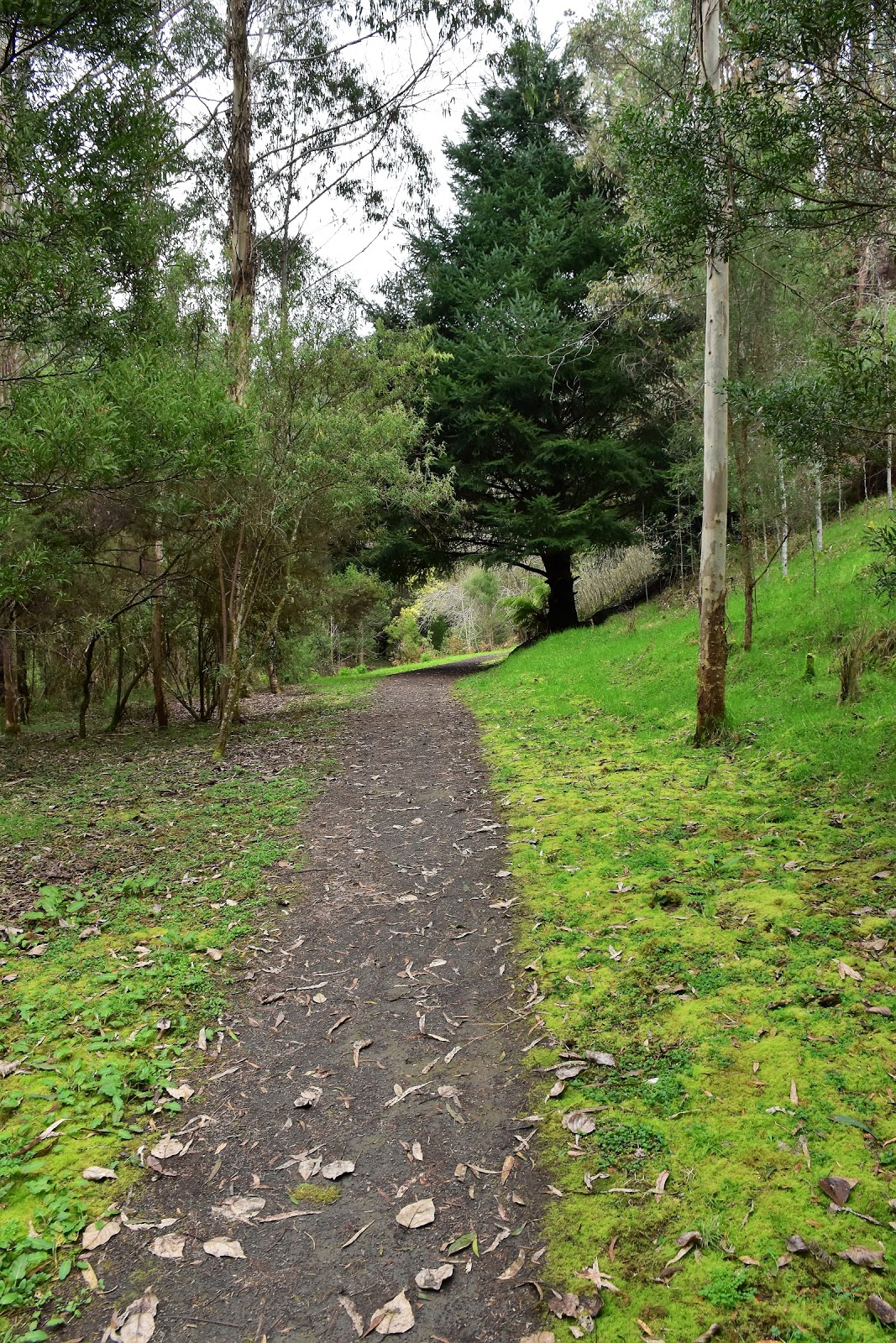 Goin' Feral One Day At A Time: Stevensons Falls, Otway Forest Park ...