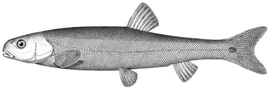 Laberinto en extinción: Evarra eigenmani