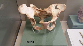 THE GRANDMA'S LOGBOOK ---: ATAPUERCA: HOMO HEIDELBERGENSIS' HOMETOWN