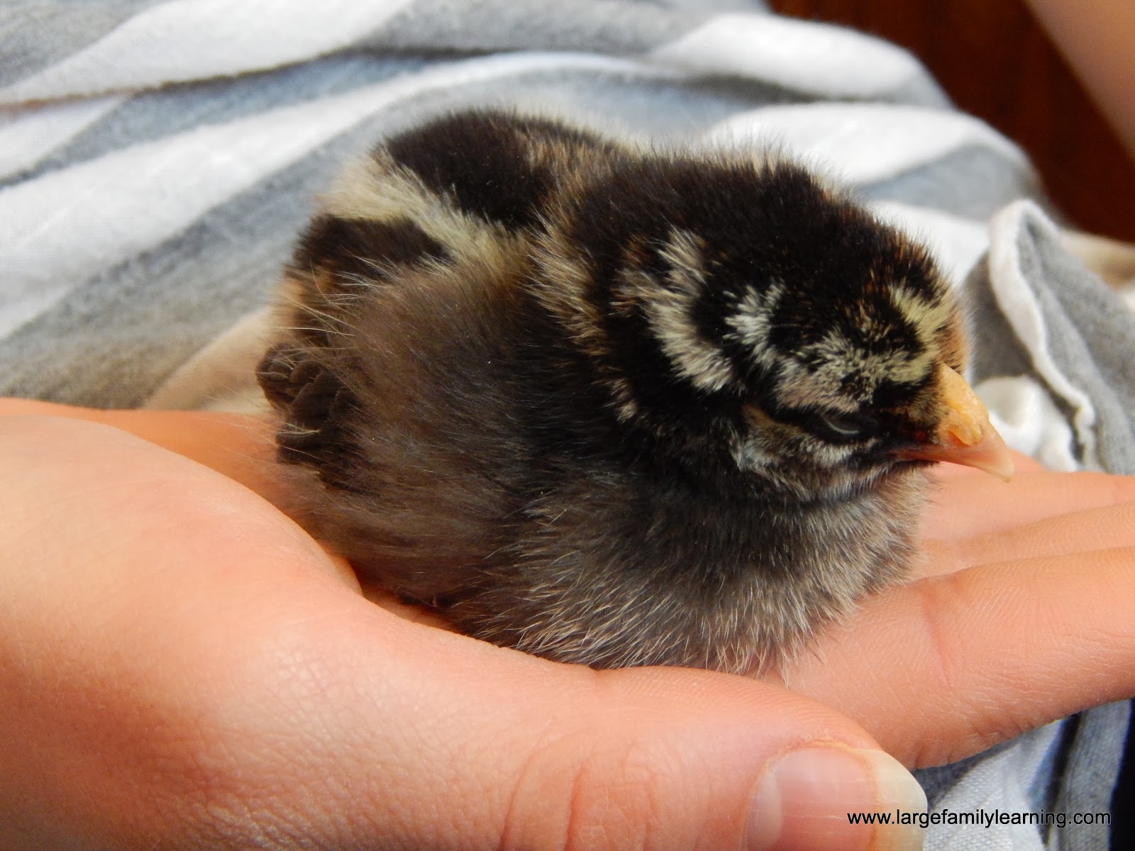 Large Family Learning : Raising Baby Chicks, Week 1, Part 2: Crazy ...