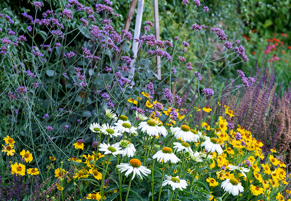 Annuals that Star in Perennial Borders