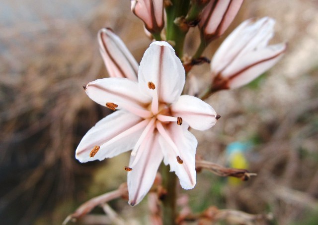 greece's flora: Summer asphodel (Asphodelus aestivus)