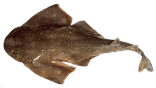 Pollo de Mar o Pez Angel ~ EL SAUCE seafood