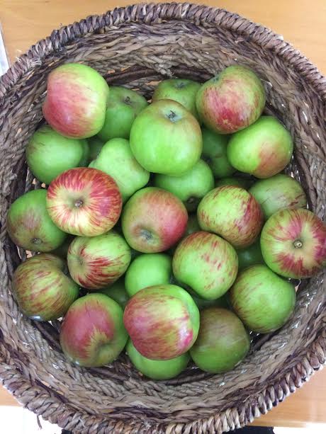 Oratia Beauty, our Ark of Taste New Zealand apple, is ready!! - Slow ...