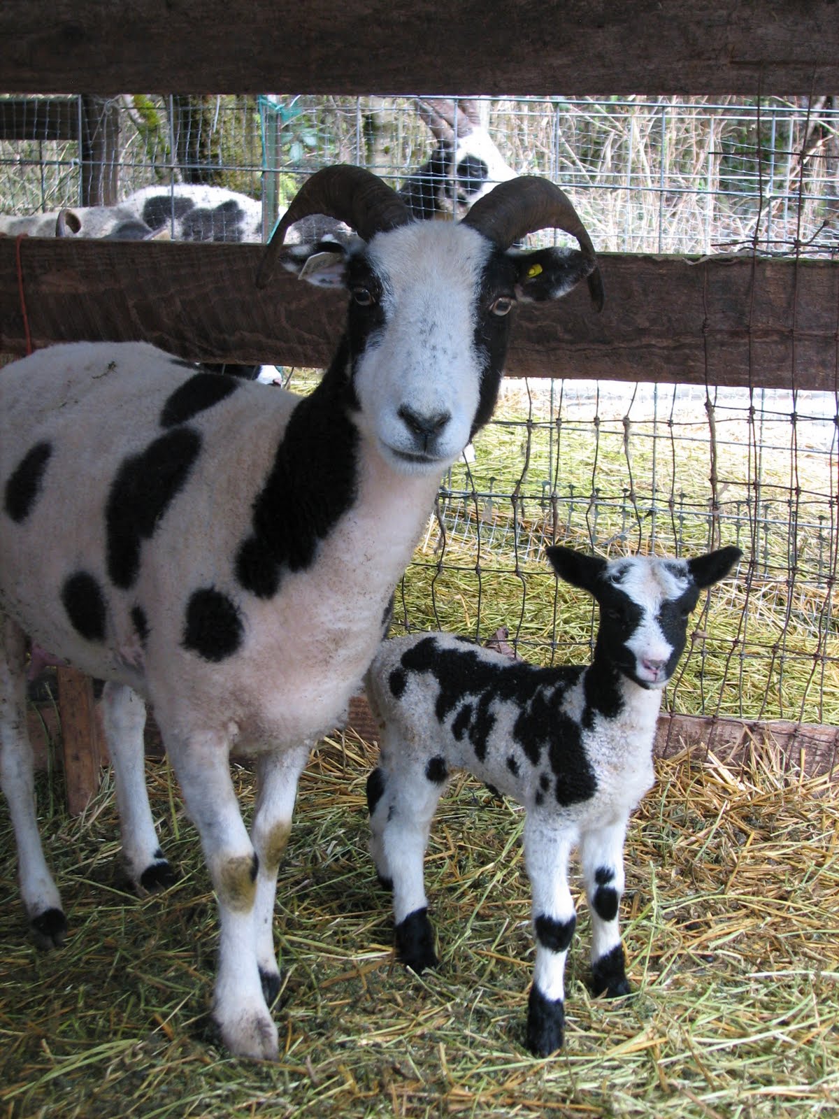 Red Dog, Spotted Sheep: Lambs ! 2011 Jacob Sheep Lambs