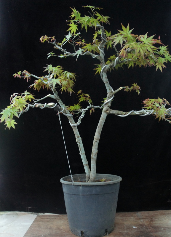 newzealandteatreebonsai: First Styling on an Air Layered Japanese Maple