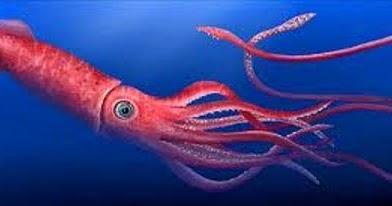 Fauna Abisal: Architeuthis (calmar gigante)