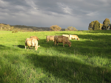 JAVID SQUARE MEATERS CATTLE STUD