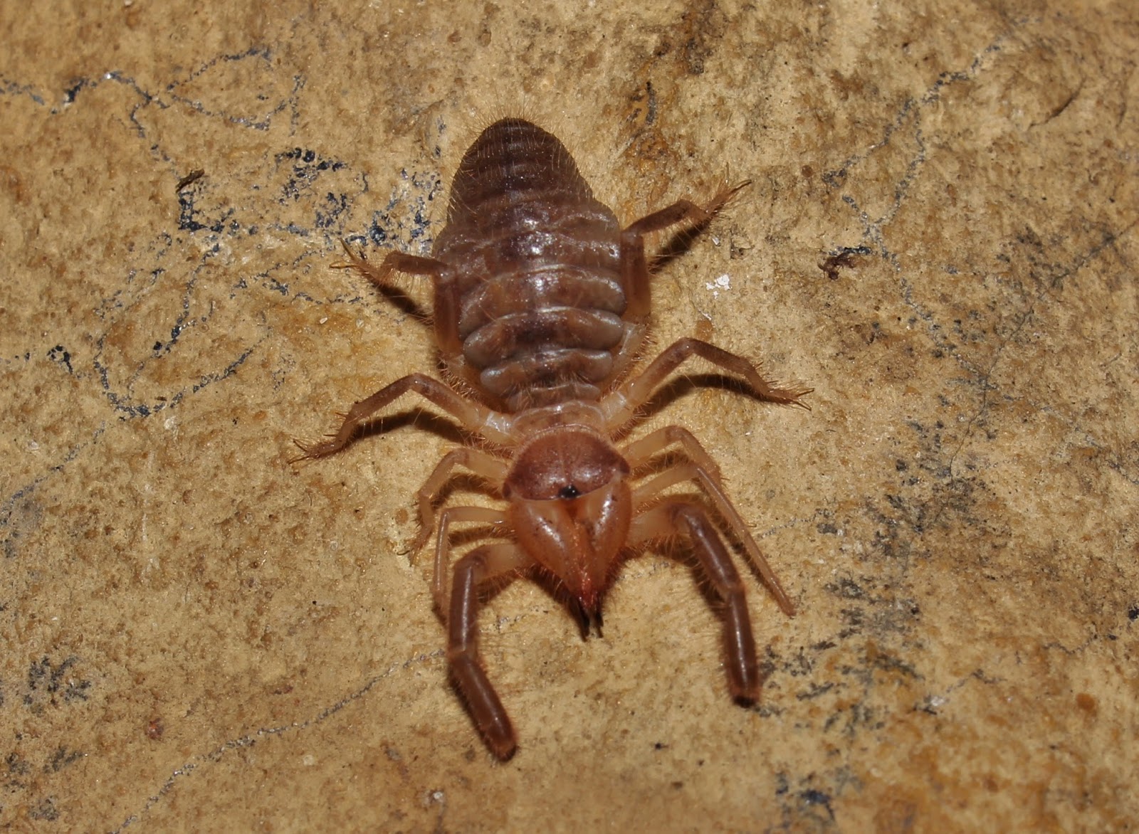 Biodiversity of Cyprus by NGO Protection of the Natural Heritage and ...