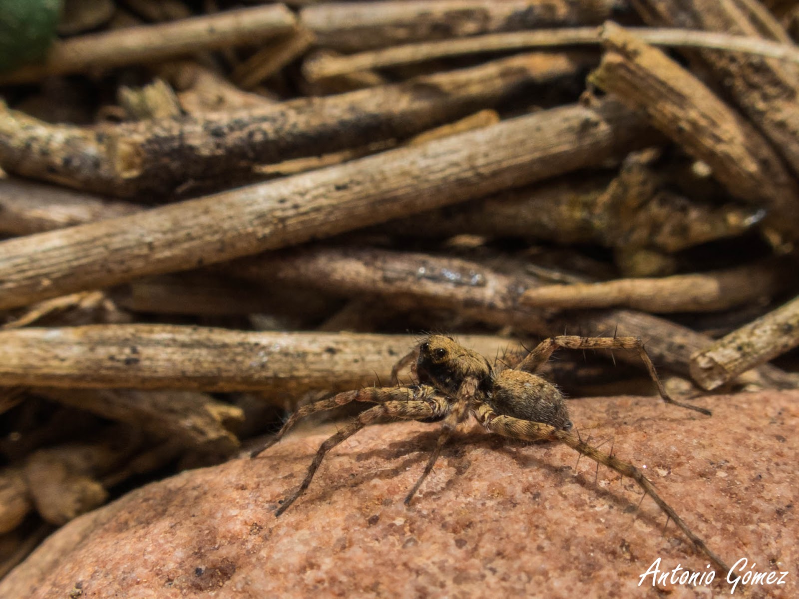 Buscando bichos en Valencia: Reivindicando a las arañas