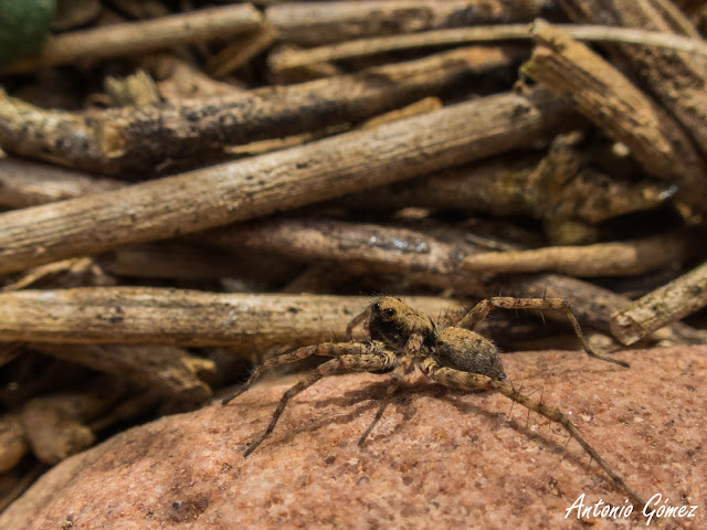 Buscando bichos en Valencia: Reivindicando a las arañas