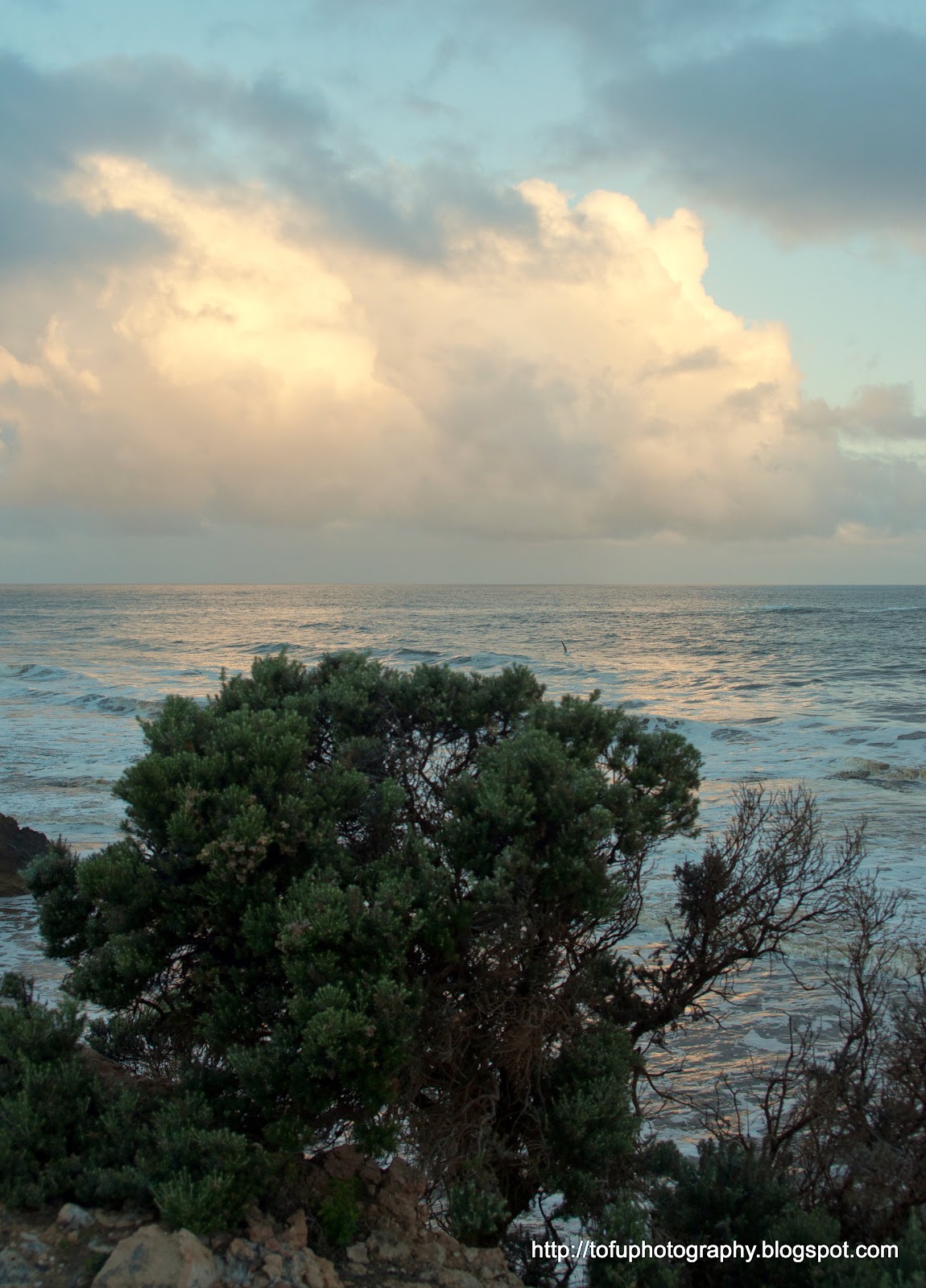 Tofu Photography: Ocean tree