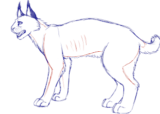 Sketch Days: Bobcat anatomy practice :0!