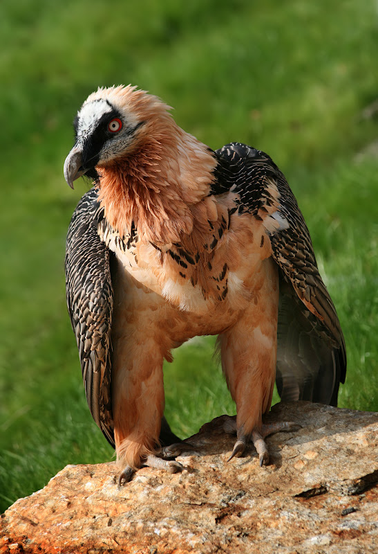 World Bird Sanctuary: Really Weird Birds Part 6: International Vulture ...