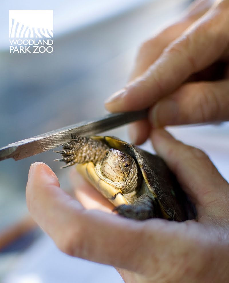 20 turtles for 20 years