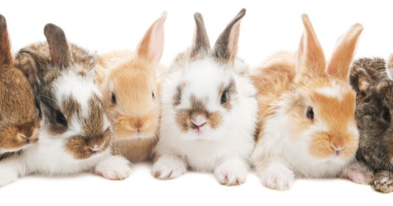 Het Vrolijke Konijnenhol: Konijnenrassen