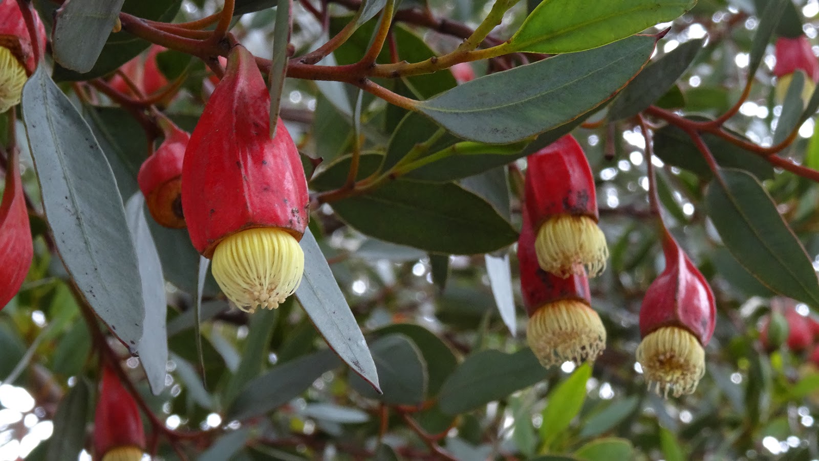 MAP: MELBOURNE STREET TREES 65 - FUCHSIA GUM