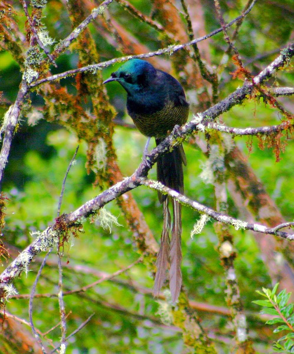 Most Terrifying & Amazing Creatures on Earth....: Ribbon Tailed Bird of ...