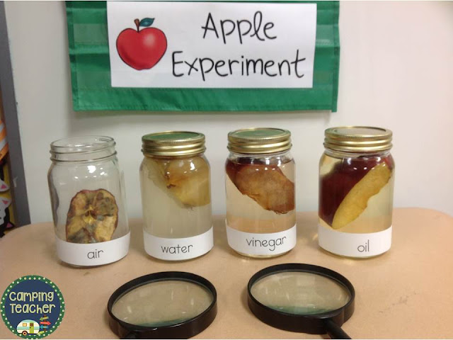 CampingTeacher: Apples Experiment