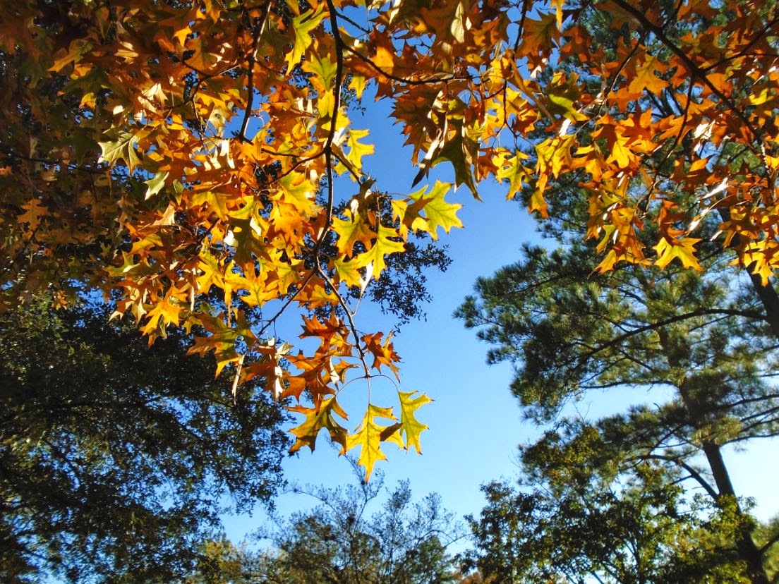 H-Town-West Photo Blog: Foliage of the Fall in Houston