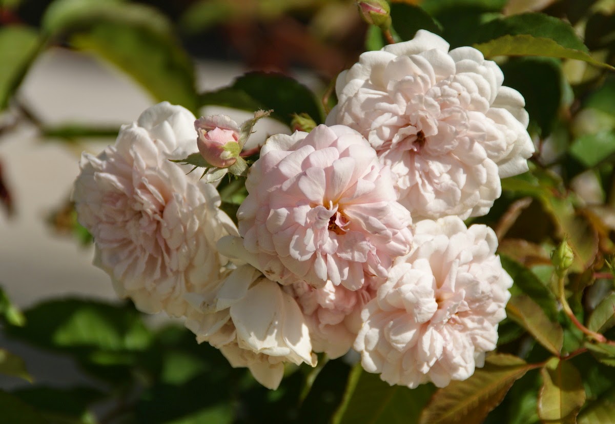 Organic Garden Dreams: July Roses