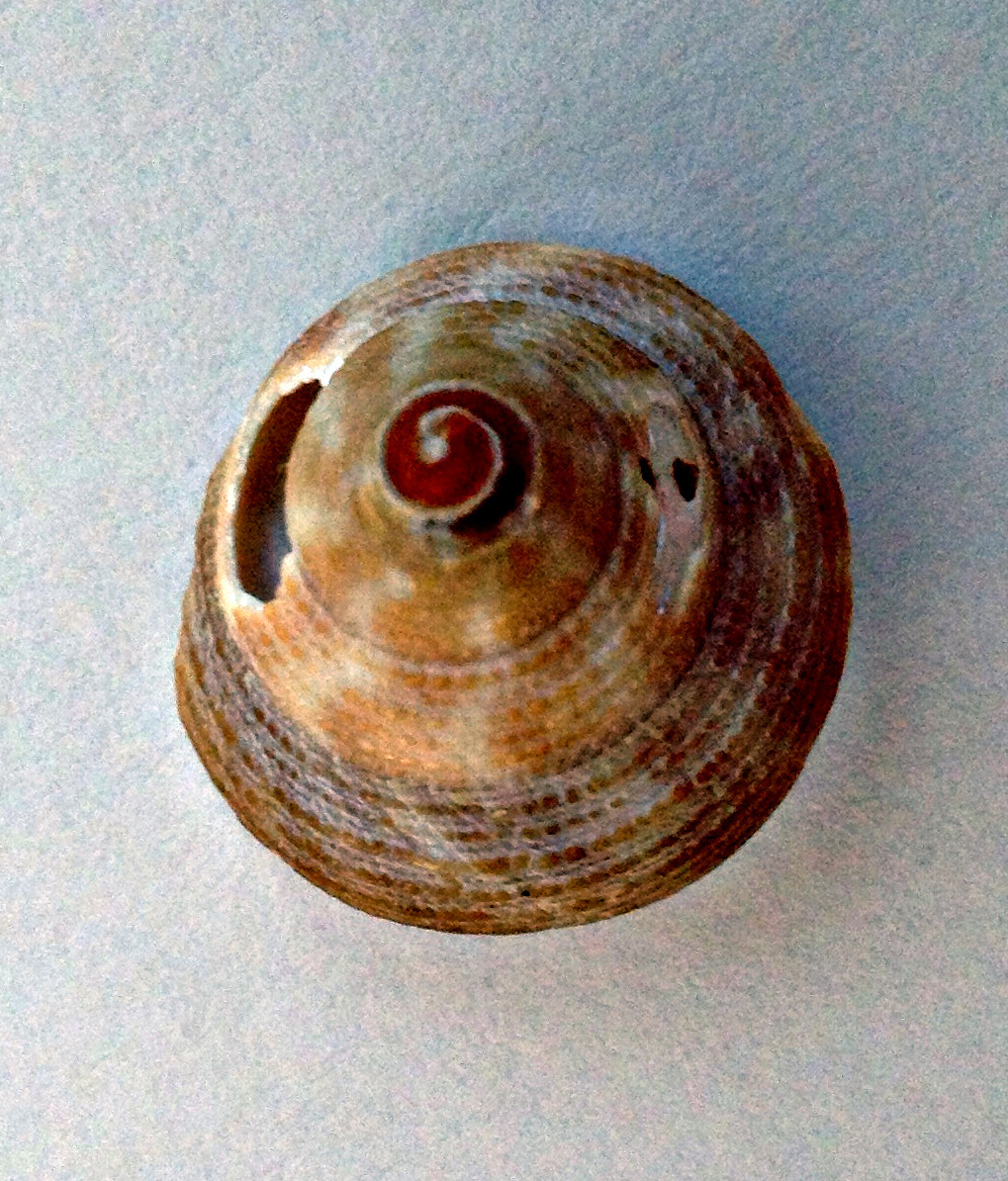 The Hunter and The Gatherer: What kind of shell is that?