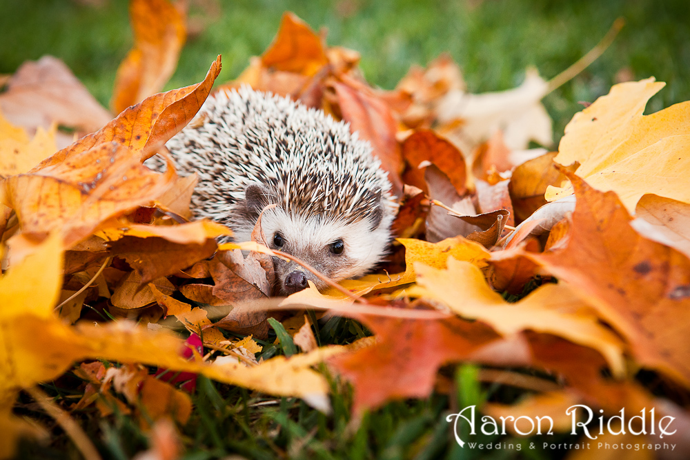 Autumn Animal Images ~ Autumn Crafts Picture