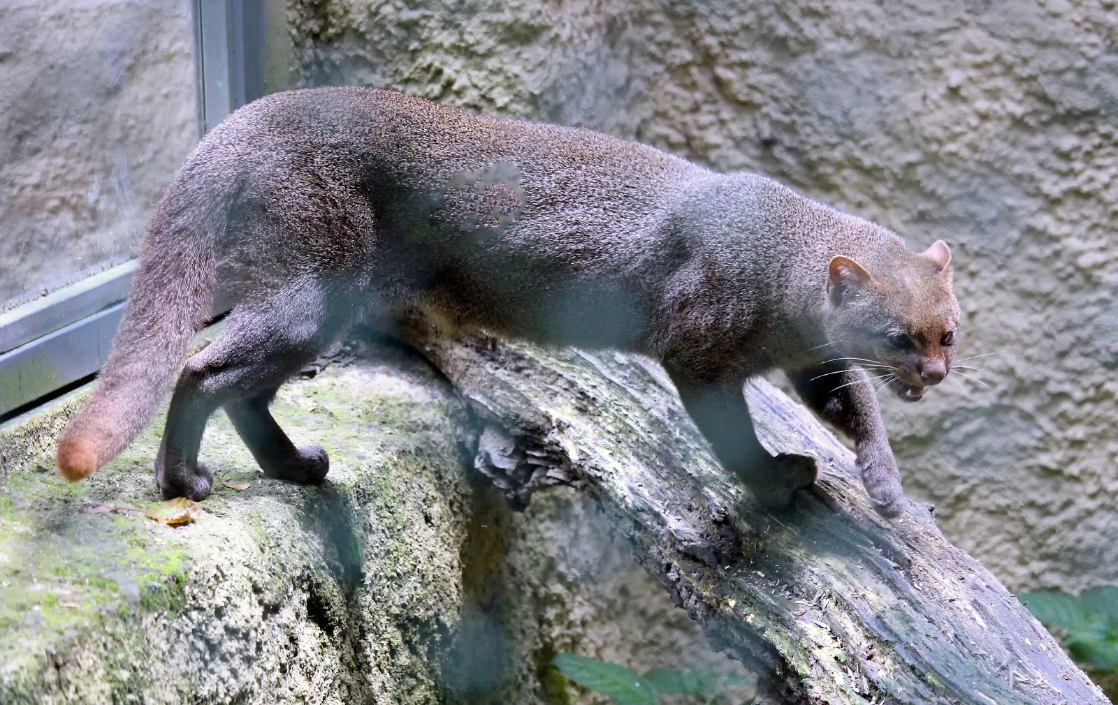 Caroline's natuurfotografie : Dierentuin dieren