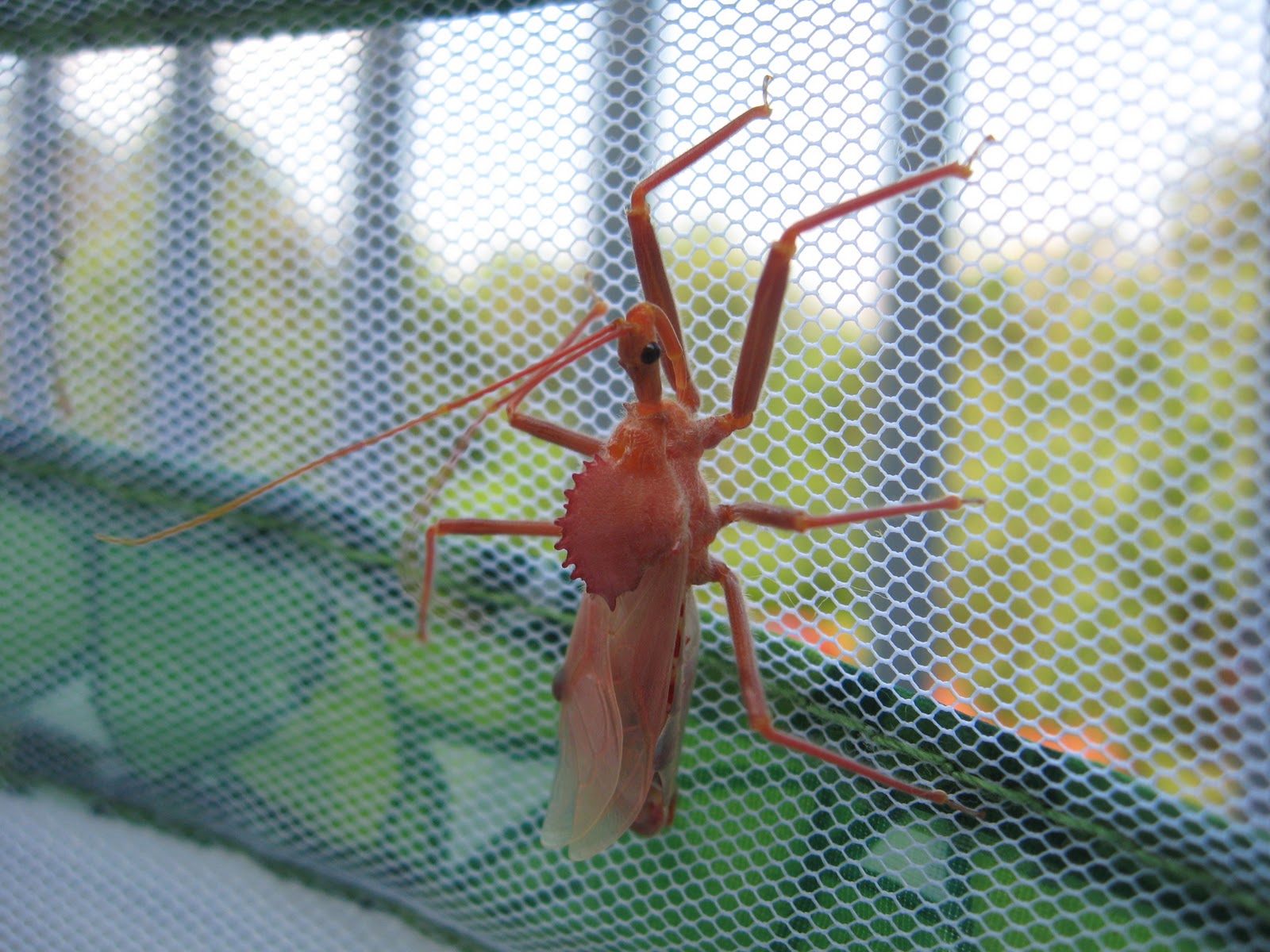 Normal Biology: Insects Galore: A guest blog for Explore the Outdoors