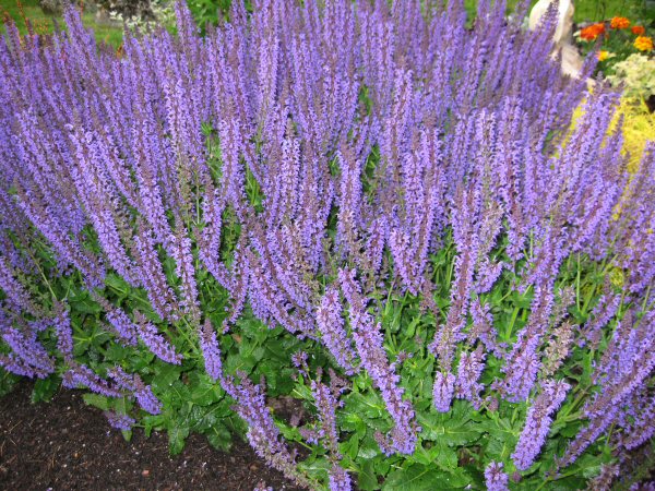 A GUIDE TO NORTHEASTERN GARDENING: Feature Plant: Salvia 'May Night'