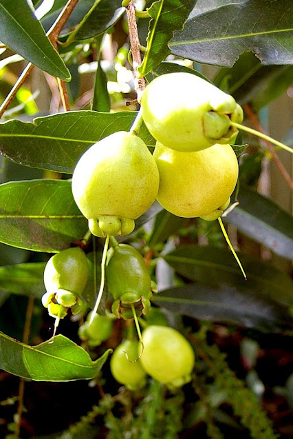 Jambo - Syzygium jambos