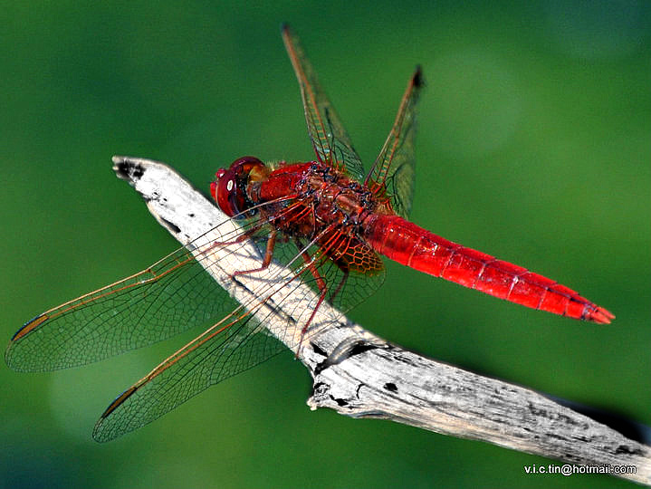 fotografia: Libelulas