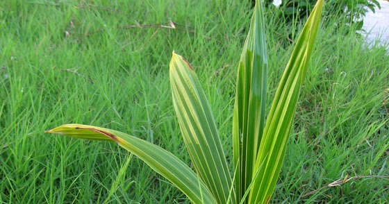 Plant Life: Monocotyledones