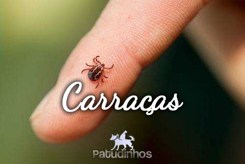 Protegendo a família e animais das carraças ~ Patudinhos